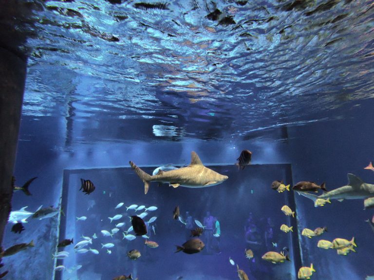 Wonders Of Wildlife Museum: Wildlife Wonderland In Springfield, MO ...
